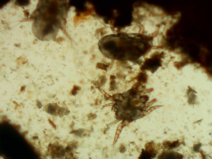 Ušný svrab mačiek :: Felinna-medicina